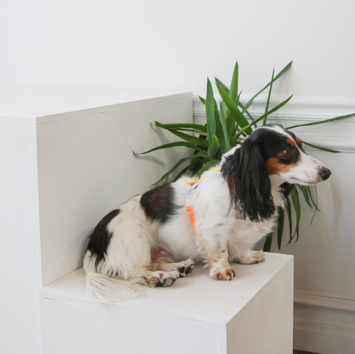 Rainbow - Dog Harness – Furlou Europe